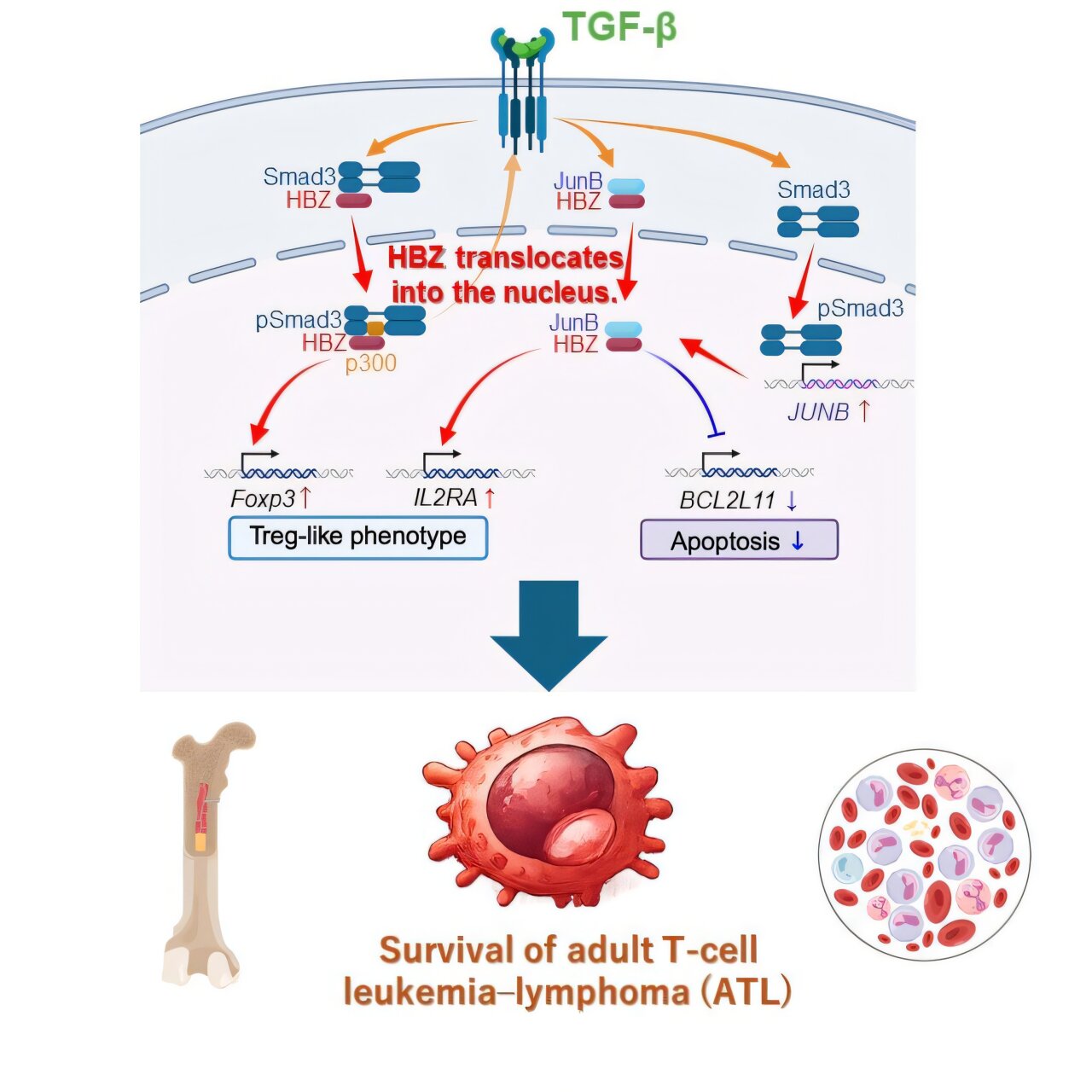 Molecular mechanism reveals how viral infection triggers aggressive ...