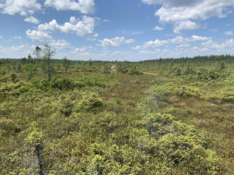 This little-known path might be the best boardwalk trail in Maine