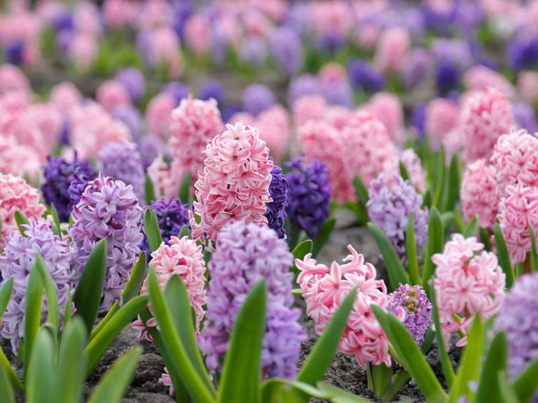 Balkon bepflanzen: Blumen, die im Februar schon raus dürfen