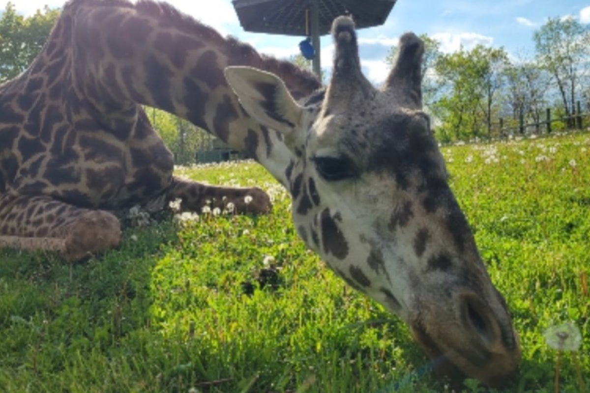 Endangered giraffe dies after getting caught in a door at zoo