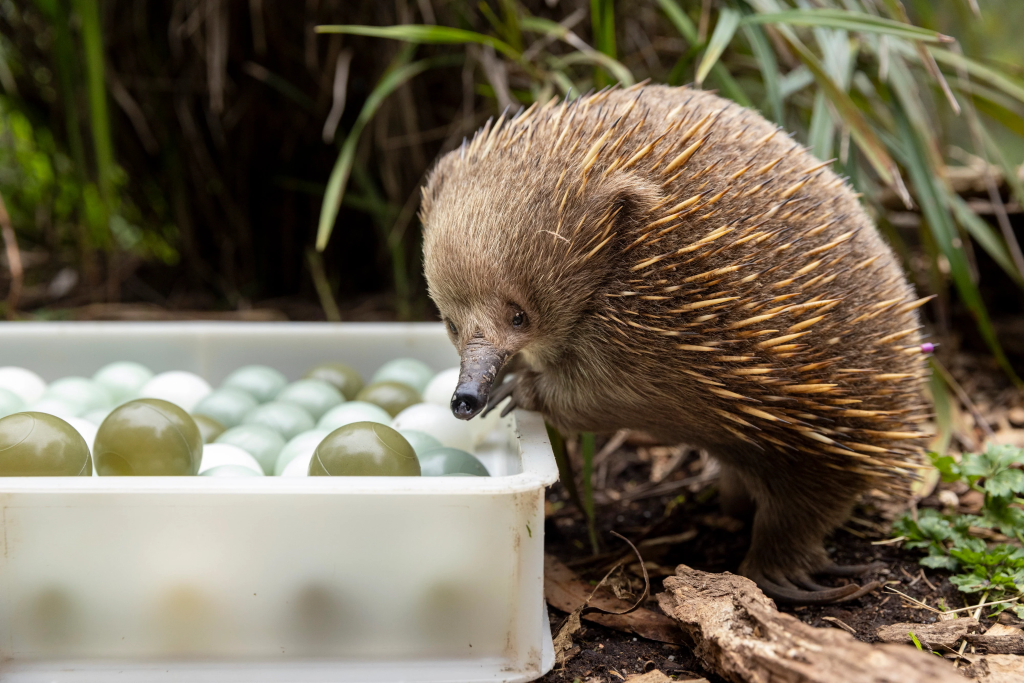 Echidna named Snoopy marks 40 years at a sanctuary