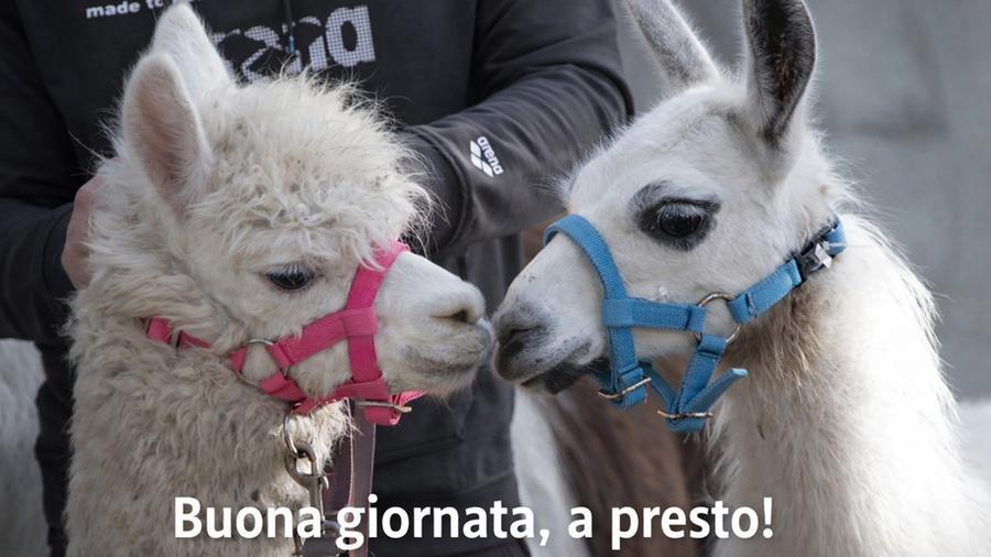 Settimo San Pietro, dall’associazione Zampa Attivi arriva la befana