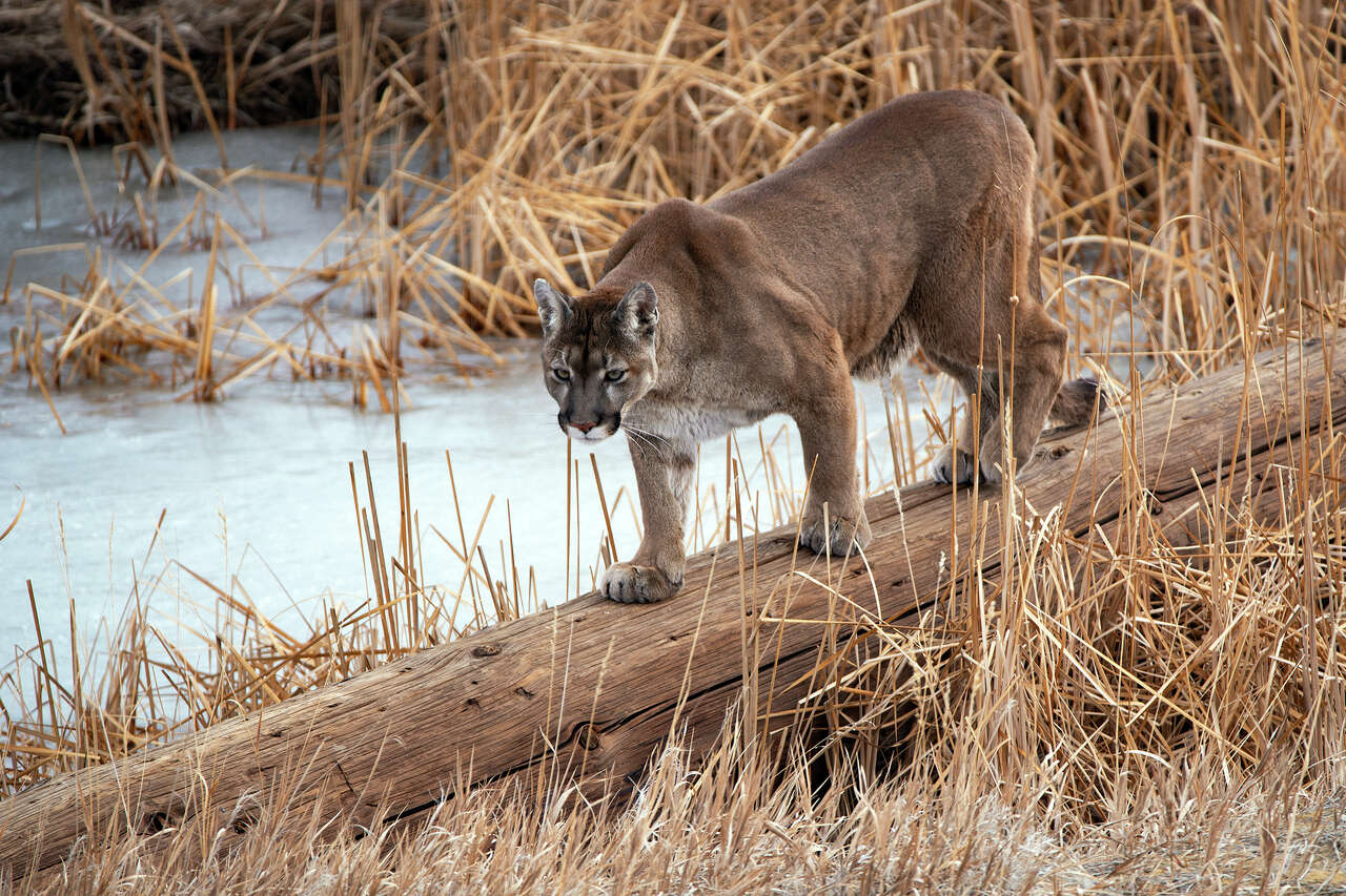 Mountain lions threatened hikers, pets for months near national park ...