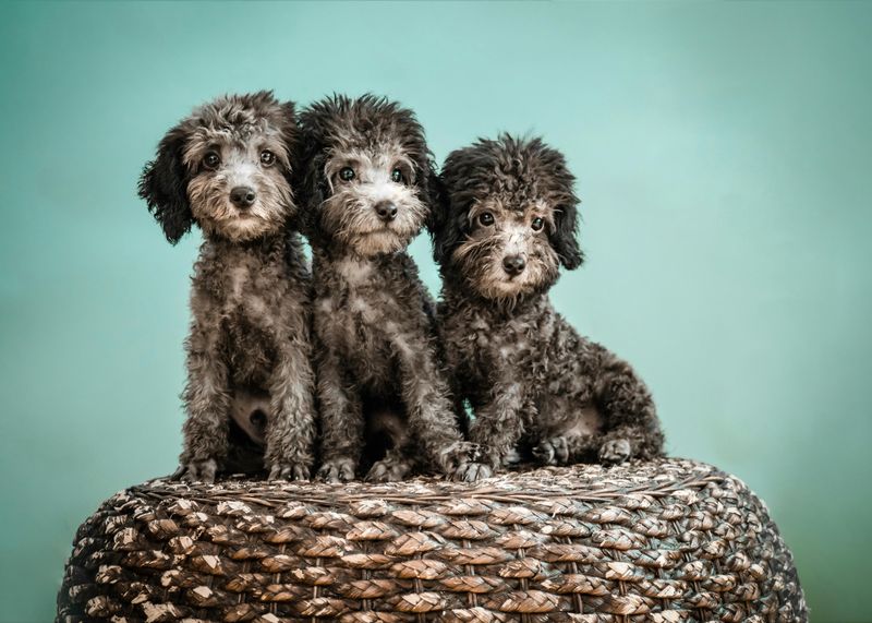 6 fun facts about poodles
