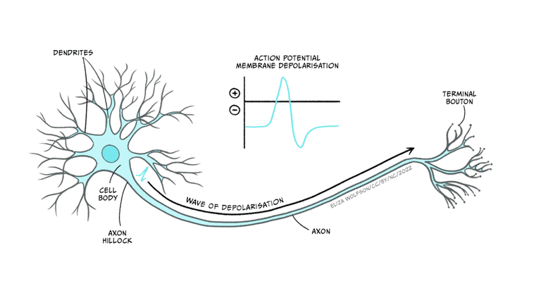 Scientists say the constant motion of living cells could be a hidden ...