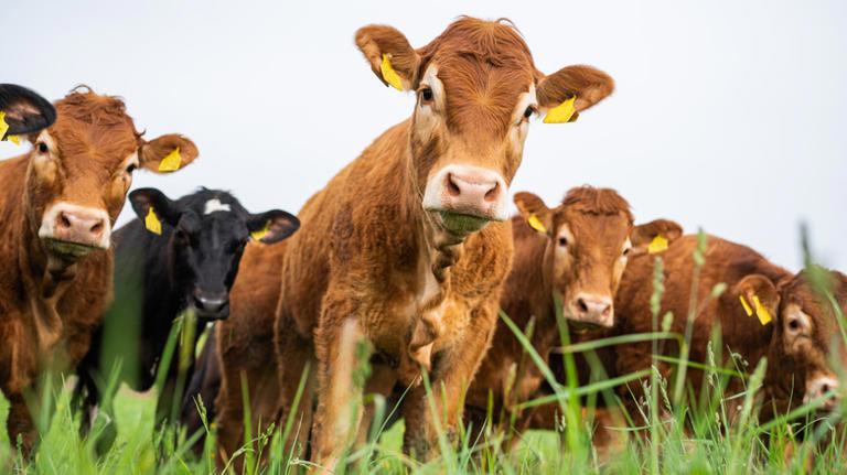 The state with the most food poisoning cases has less than a million ...