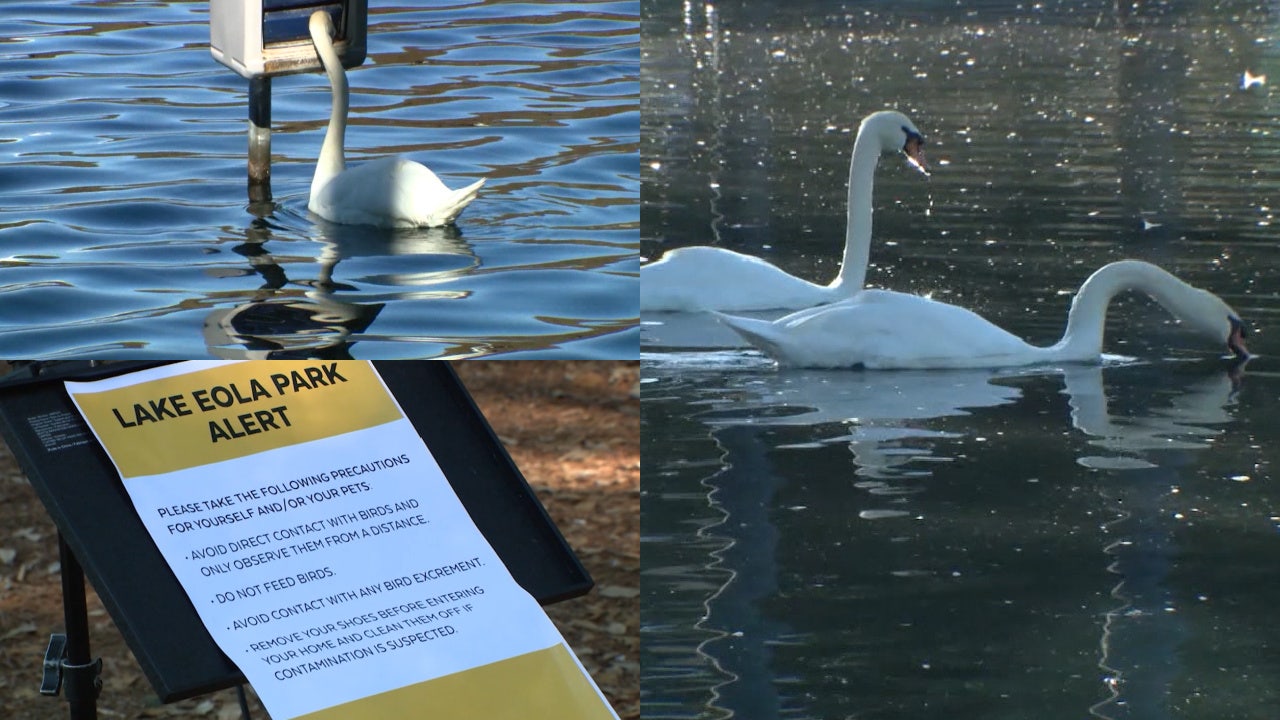 Lake Eola swans: 19 have died over span of weeks; all tested positive ...