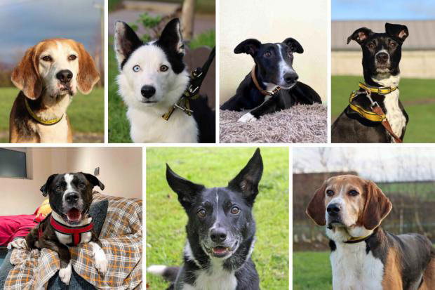 Seven adorable dogs at Dogs Trust Darlington looking for forever homes