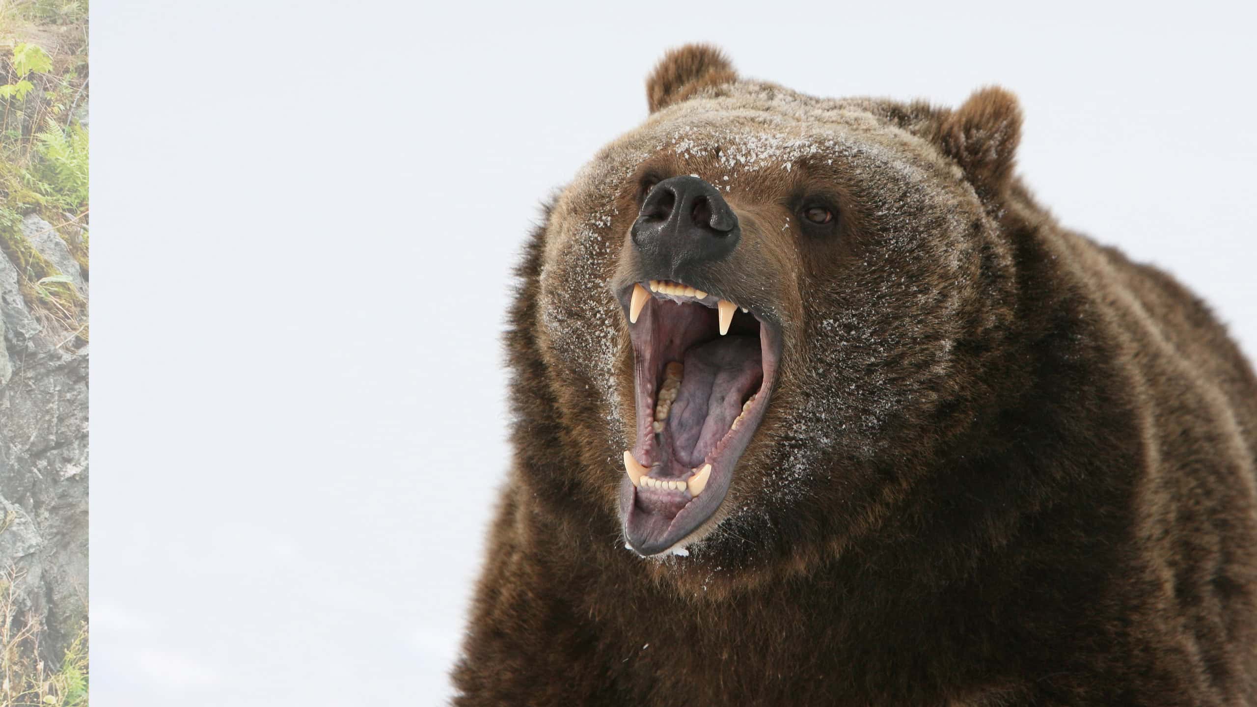 This bear lived for over half a century