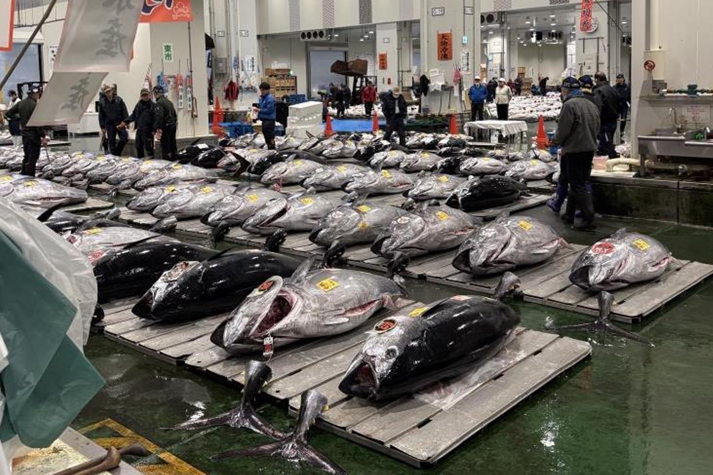 Dev balığa milyon dolarlık teklif! Rekor fiyata satıldı