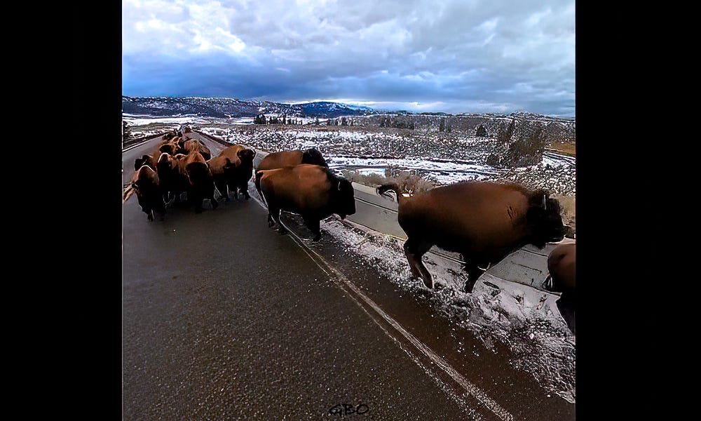 Bison becomes stuck on guardrail during stampede in Yellowstone