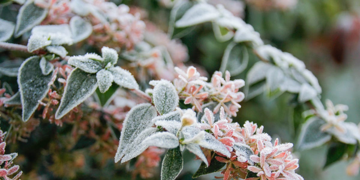How to protect your plants from frost, according to gardening experts