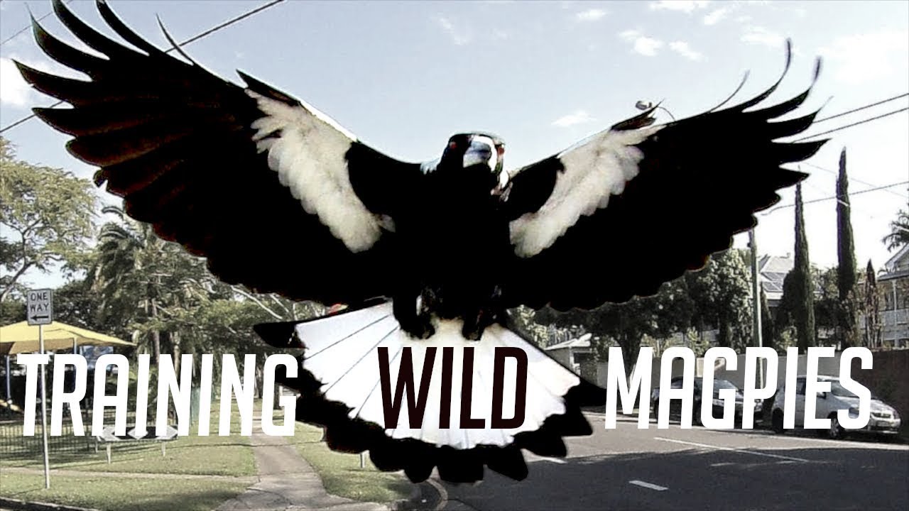I tried training Australia's dangerous magpies 🐦