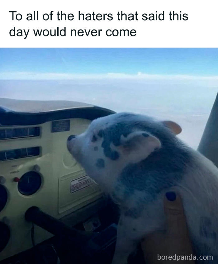 63 funny memes for your daily dose of cute animal content