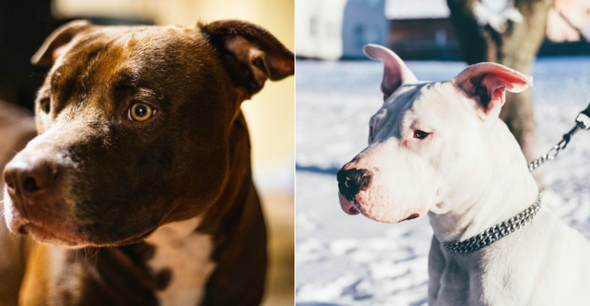 13 dog breeds that can turn aggressive without proper socialization
