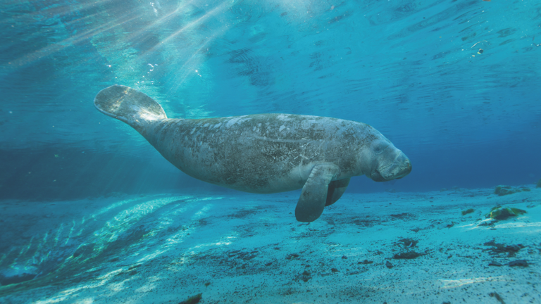 Trade snow for sun-kissed adventures: Your mid-winter escape to Florida