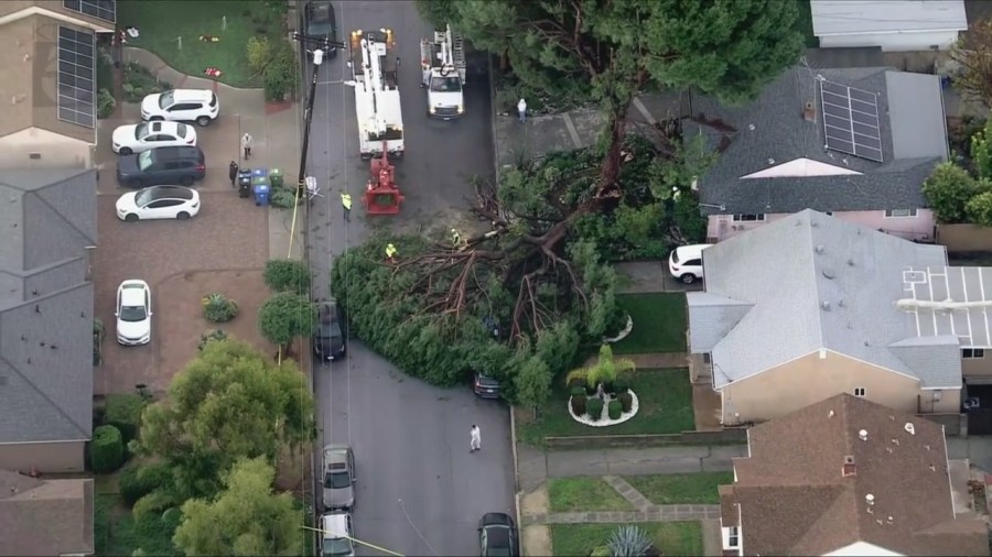 Massive tree falls, threatening power lines in San Fernando Valley ...