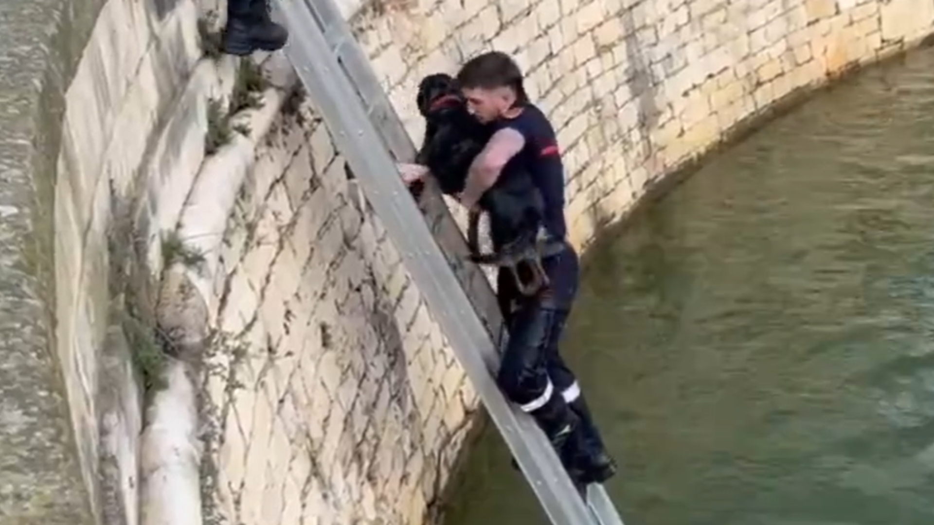 Este bombero salva a un perro del agua: su acto conmueve a internet