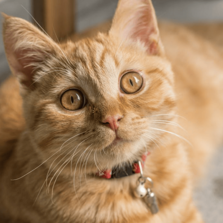 Simple strategies to calm a stressed cat (7 proven methods)