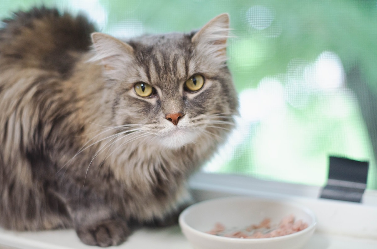 Cat arguing with mom over breakfast time should've been a lawyer