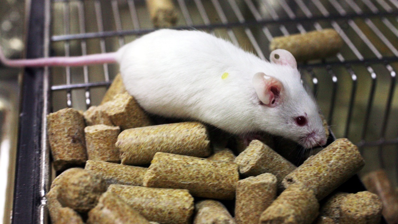 1 protein block slowed cancer in mice, and it’s a promising target