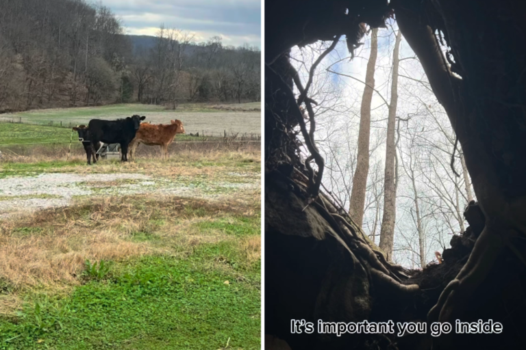 Man finds cavern on Tennessee hike—then discovers what was hidden inside
