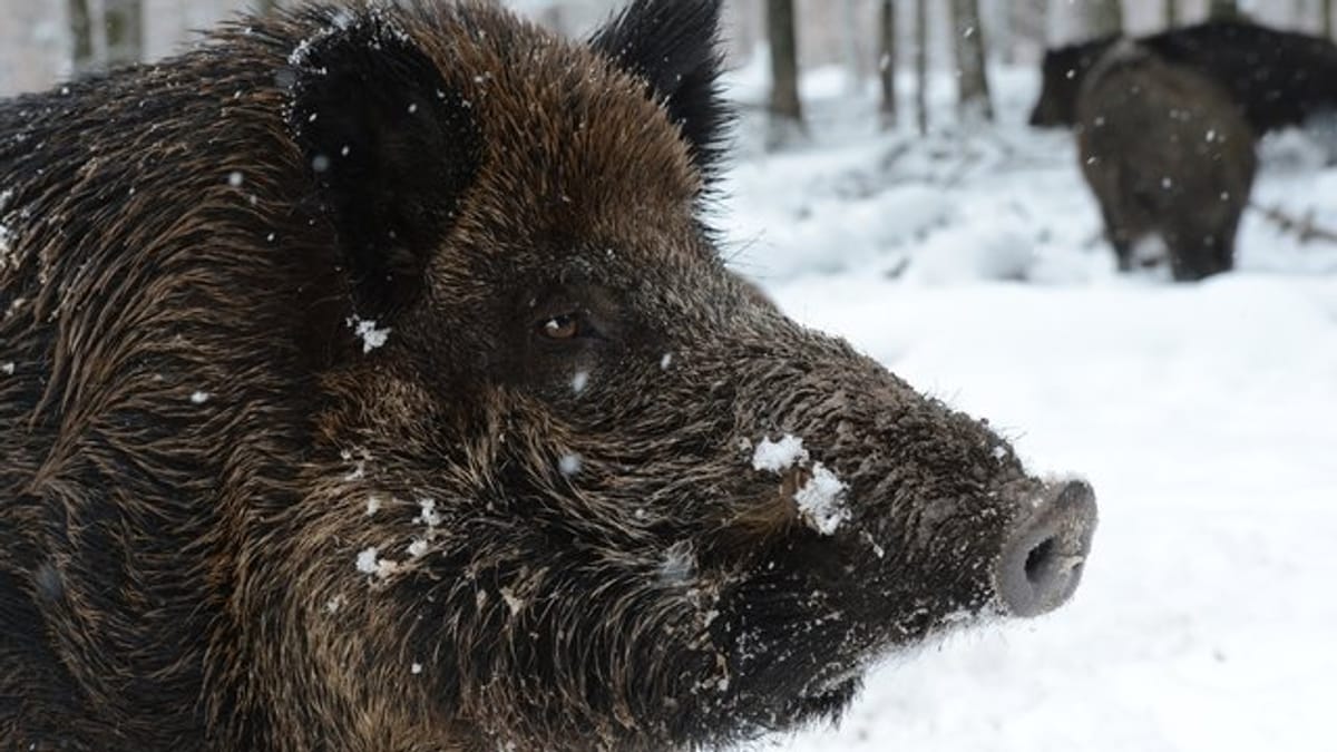 Das Wildgehege Klövensteen muss bis auf weiteres schließen