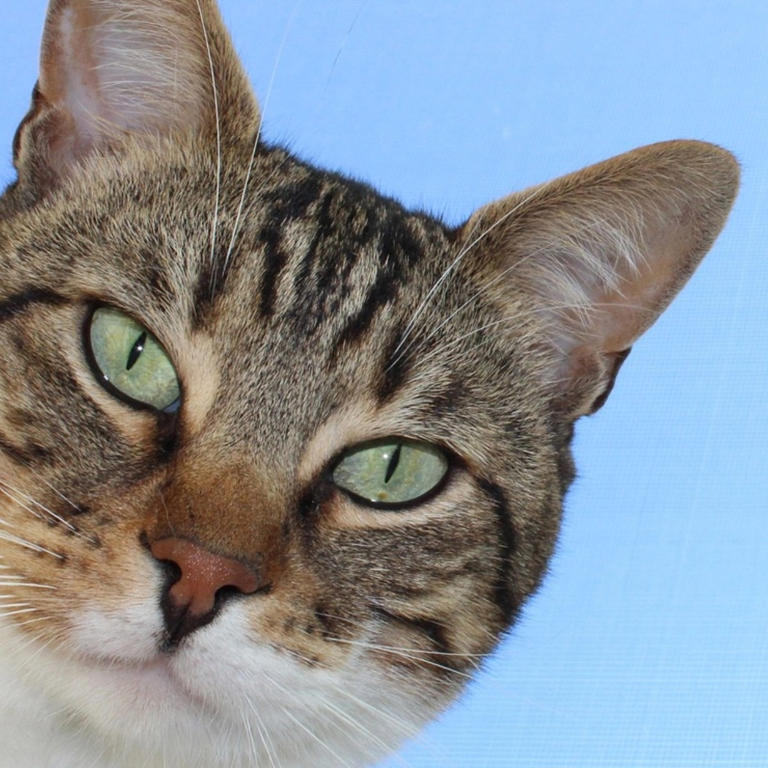 Simple strategies to calm a stressed cat (7 proven methods)