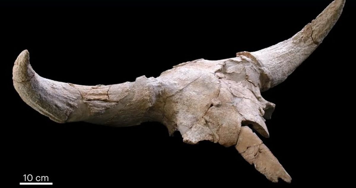 Neanderthals repeatedly dumped horned skulls in this cave for an ...