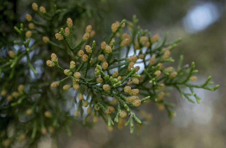 Cedar pollen falls from weekend peak; expect high levels in Austin all week