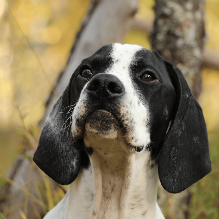 15 things you should never say to your dog if you want it to love and ...