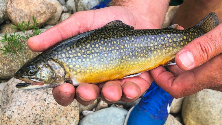 Connecticut is tightening trout protections—here’s what’s different in 2026