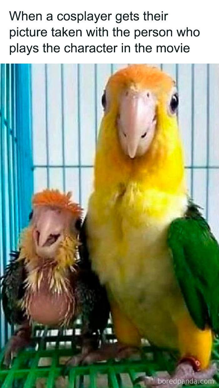 63 funny memes for your daily dose of cute animal content