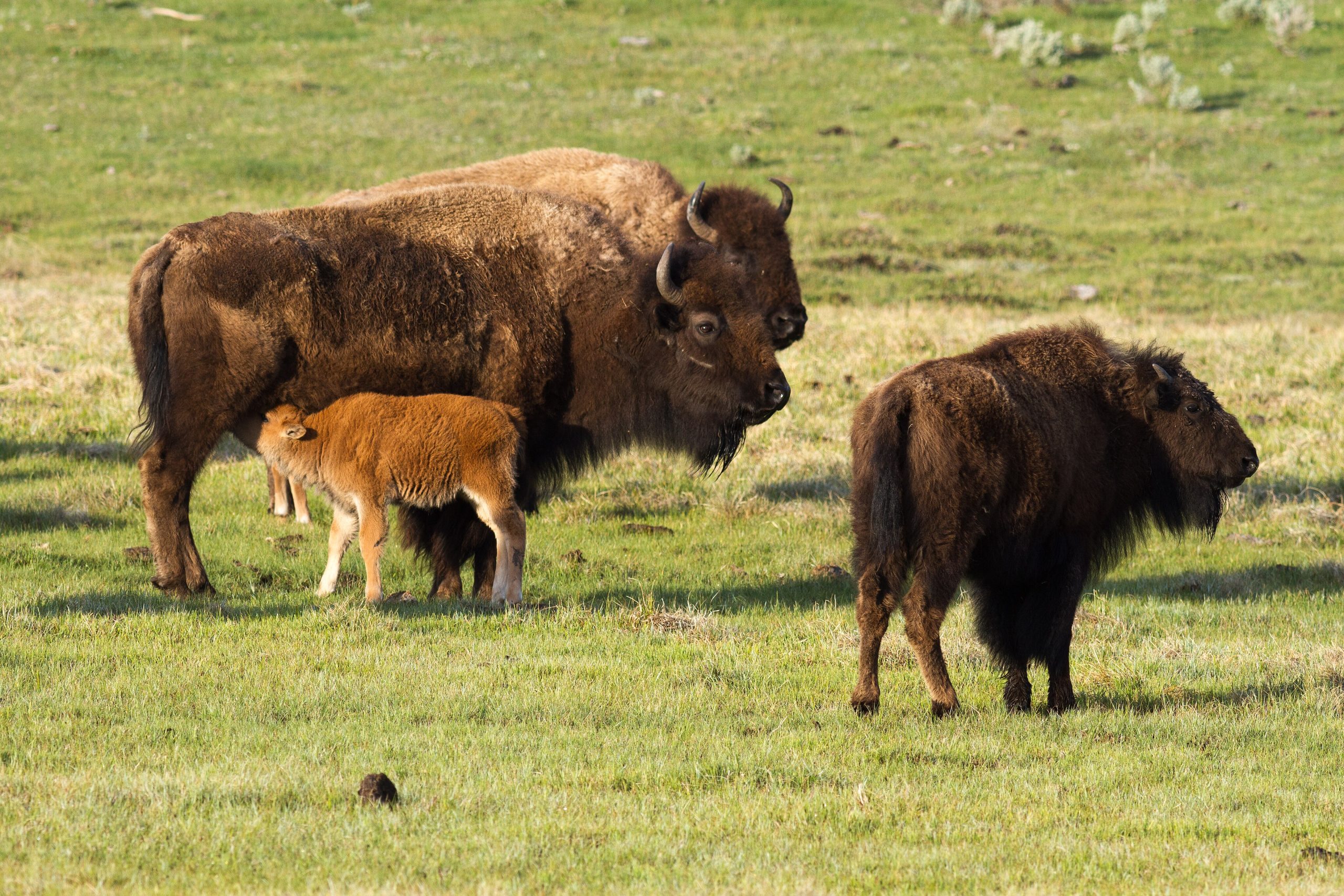 7 US states that boast the biggest herds of bison in America