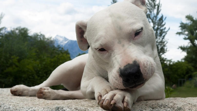 9 strong and aggressive dog breeds recommended only for experts ...