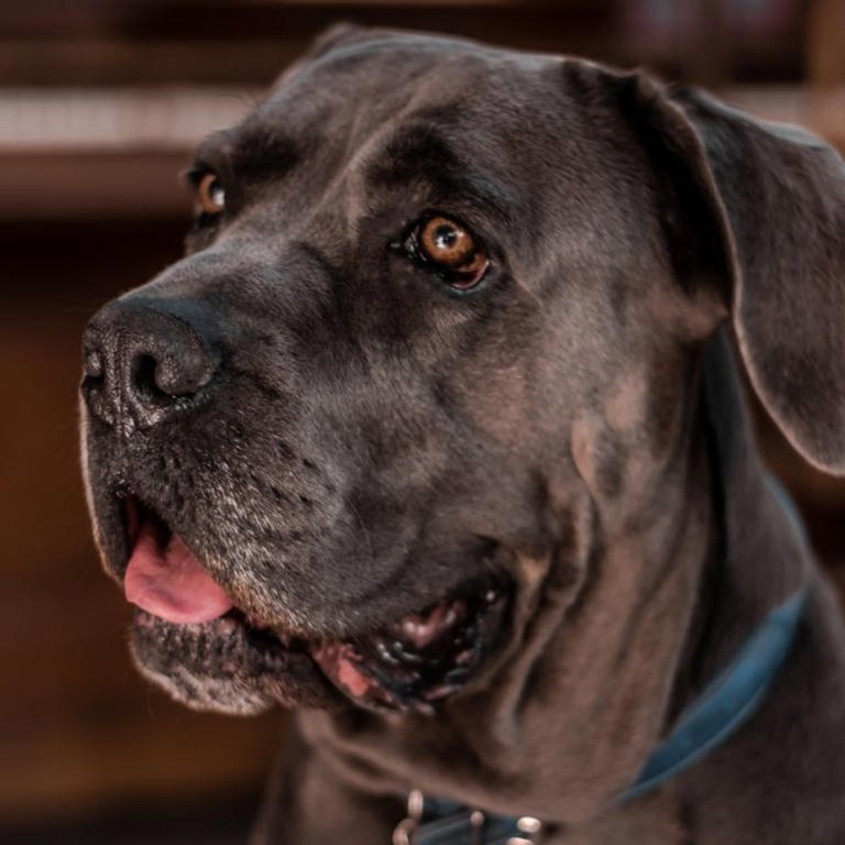 9 strong and aggressive dog breeds recommended only for experts ...