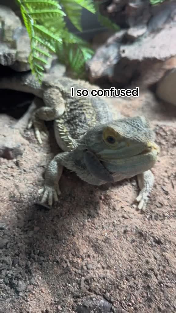 My bearded dragon finds a roach surprise on his face