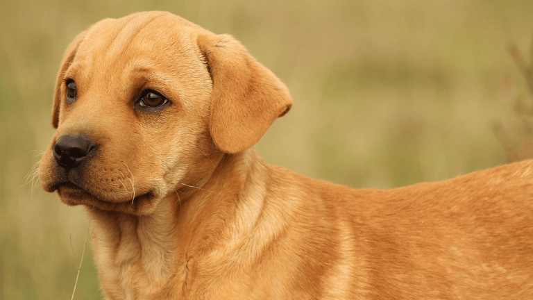 15 things you should never say to your dog if you want it to love and ...