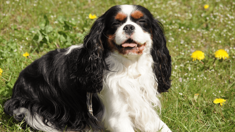 Your dog needs you more than you think: 10 signs of their emotional ...