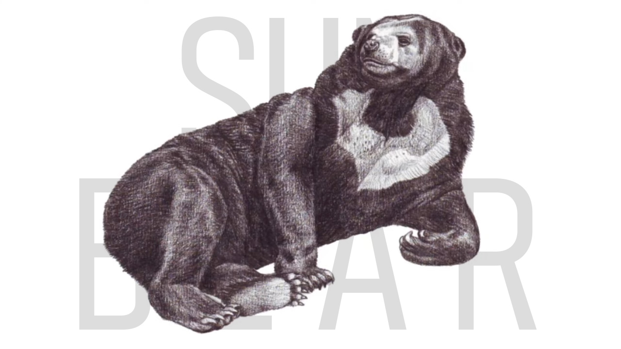 Sun bear step by step drawing with easy wildlife methods