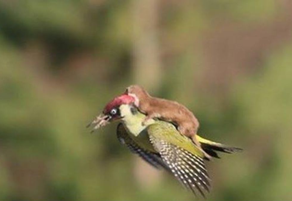 20 perfectly timed photos caught at the right moment