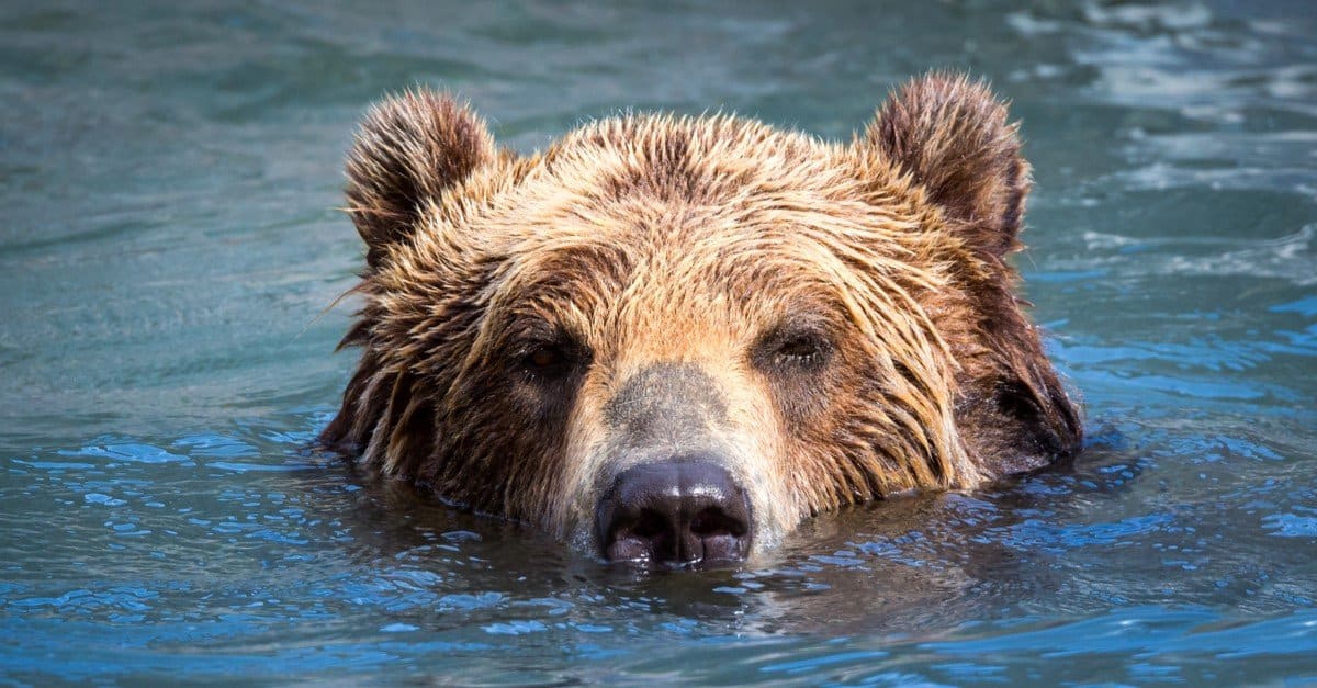 This bear lived for over half a century