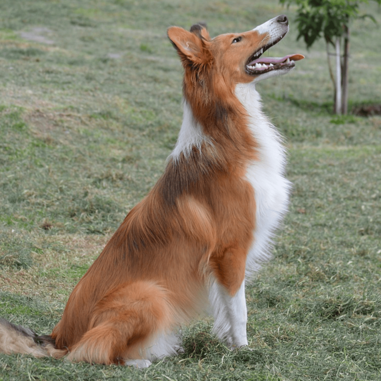 15 things you should never say to your dog if you want it to love and ...