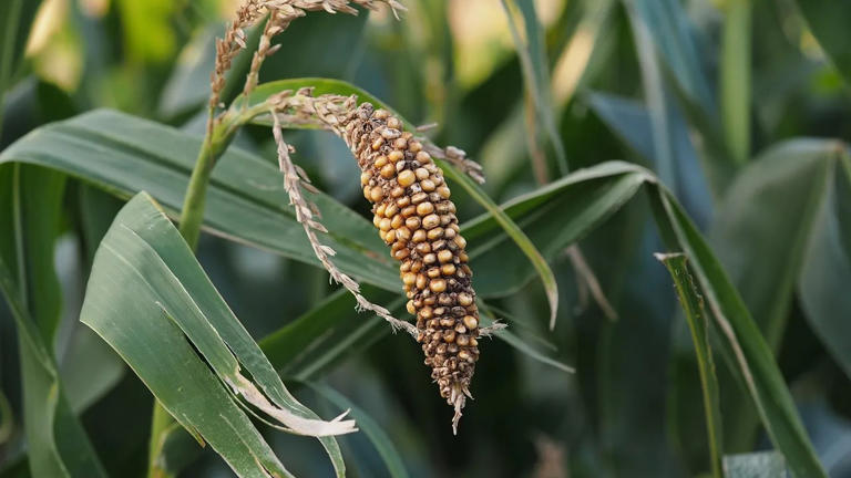 The shrinking Corn Belt: America’s farm heartland under growing threat