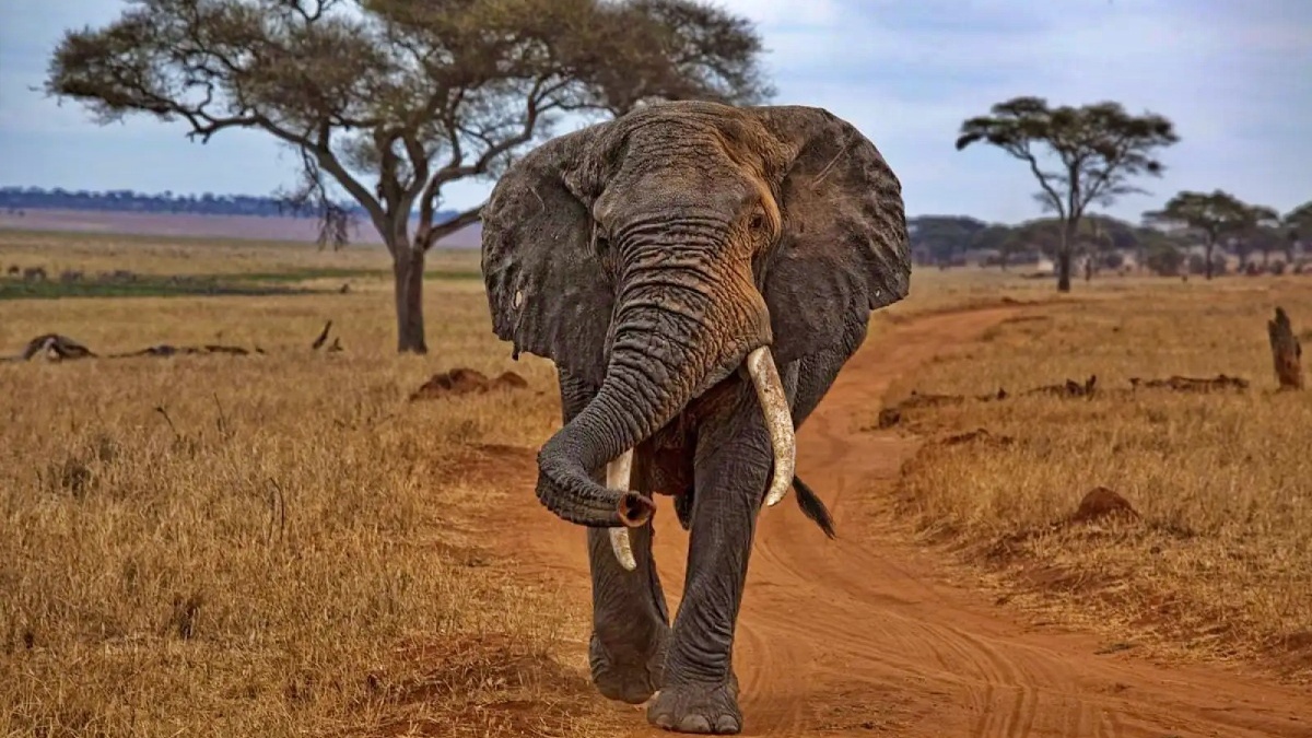 These are the 11 animal species that have best friends (and they're not ...