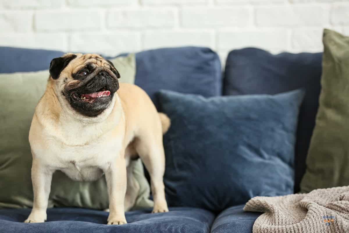 Tiny dogs, huge hearts: 20 breeds that are perfect for small spaces