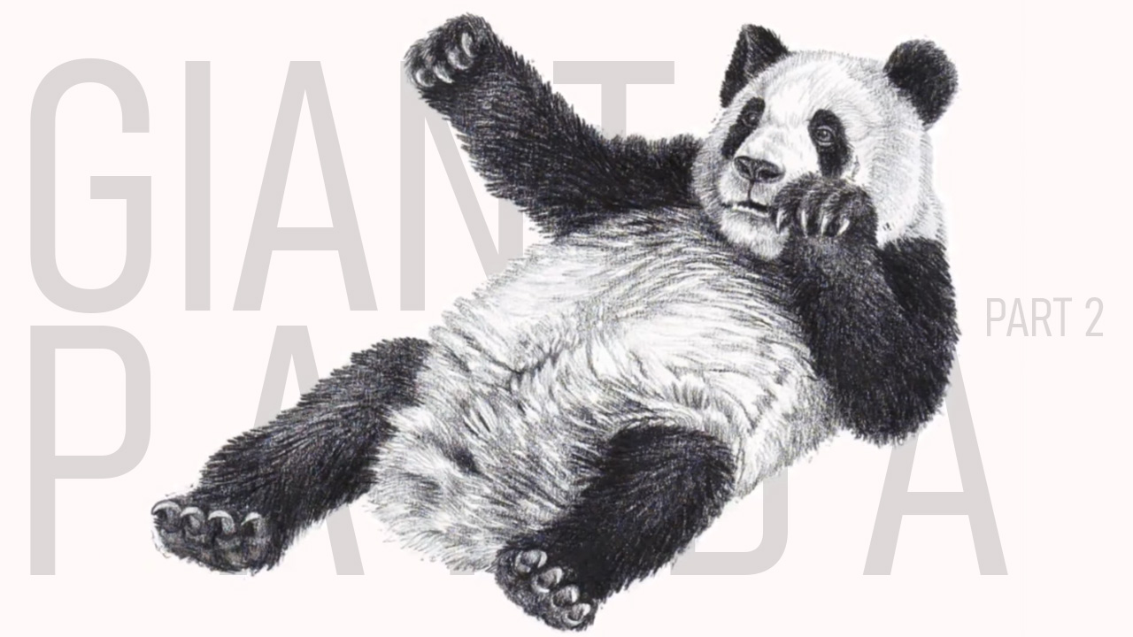 Giant panda step by step drawing with fur and shading