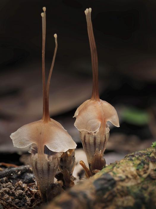 A rare, parasitic 'fairy lantern' plant species was discovered in ...