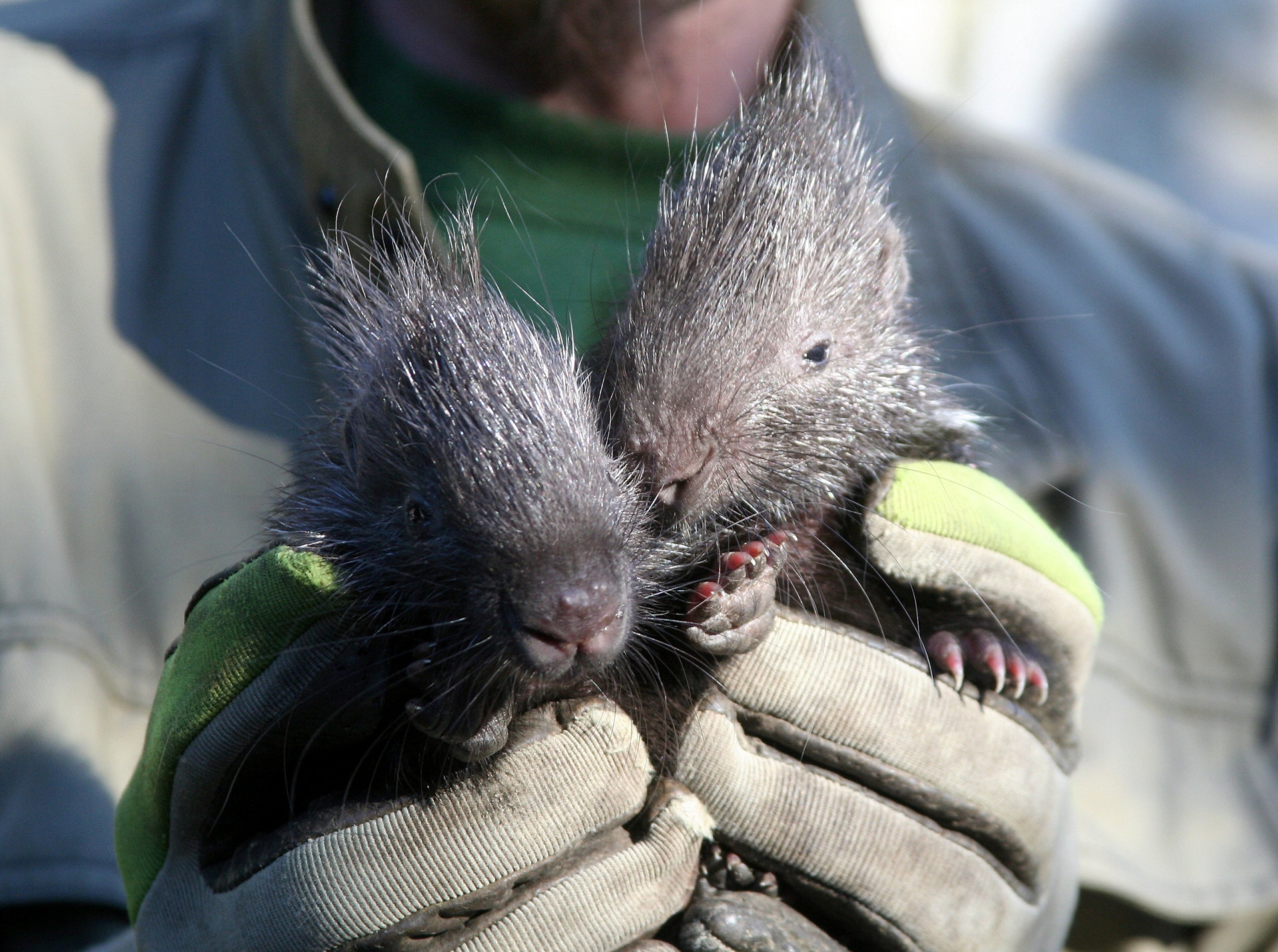 Animals you've never seen as babies