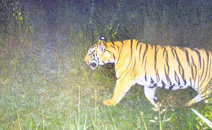 Wildlife officials prepare for tiger translocation in Debrigarh